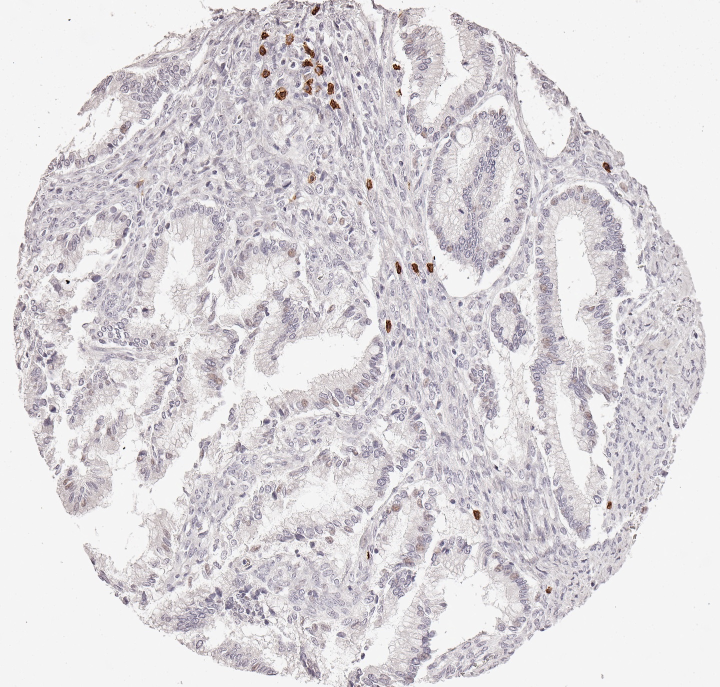 CD8 antibody | ONCOdianova CD8 anti-human for IHC