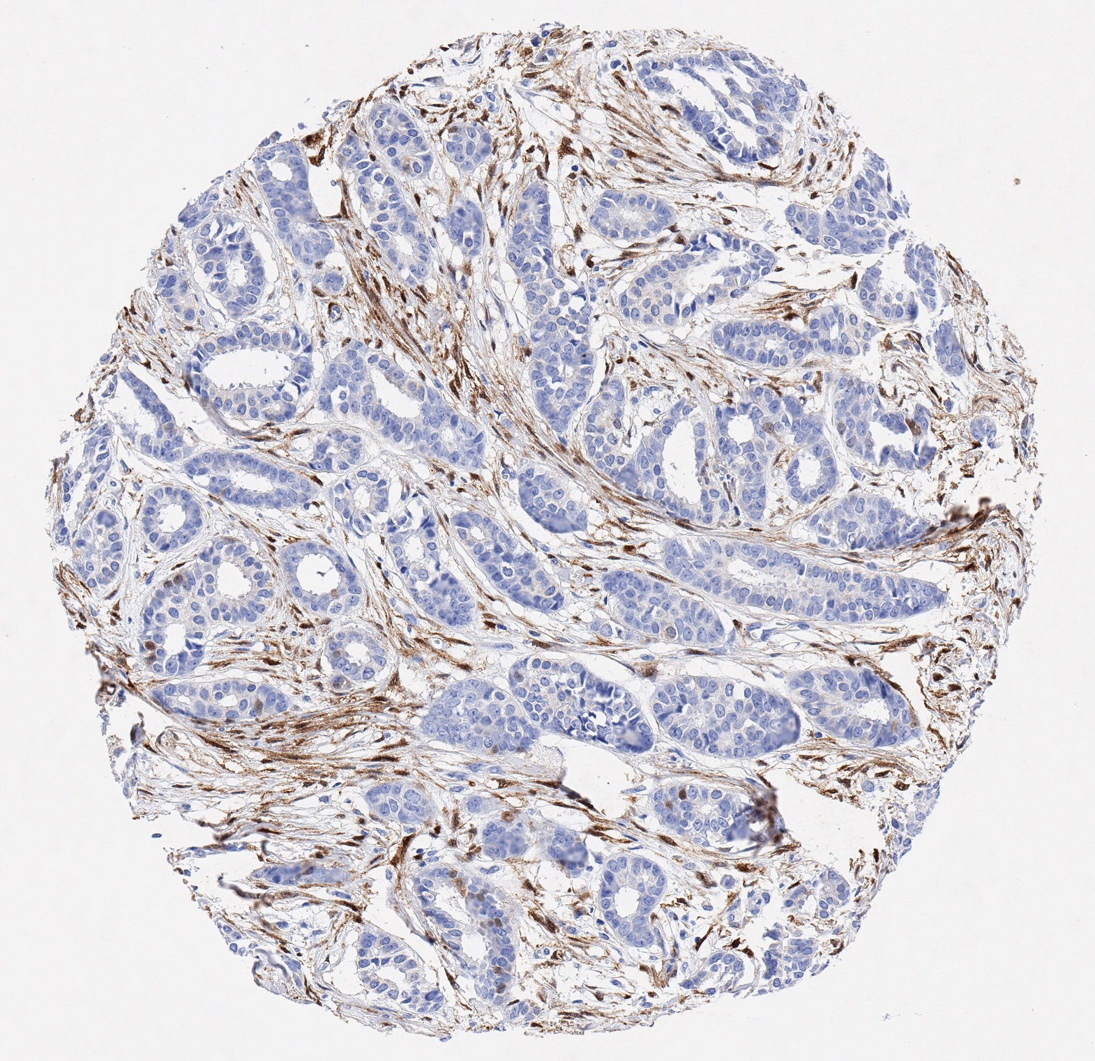 p16 antibody | ONCOdianova p16 anti-human antibody for IHC