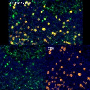CD112R antibody for multiplex IHC | ONCOdianova