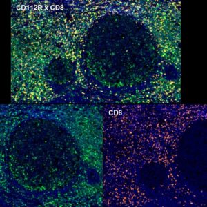 CD112R antibody for multiplex IHC | ONCOdianova
