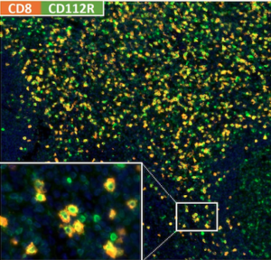 Über Uns | ONCOdianova The Future of Biomarkers